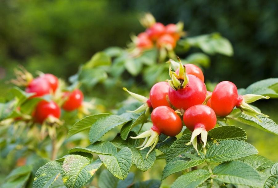 Le cynorrhodon: bienfaits et recettes autour d’un fruit sauvage d’hiver ...