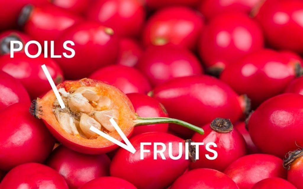 Le cynorrhodon: bienfaits et recettes autour d’un fruit sauvage d’hiver ...